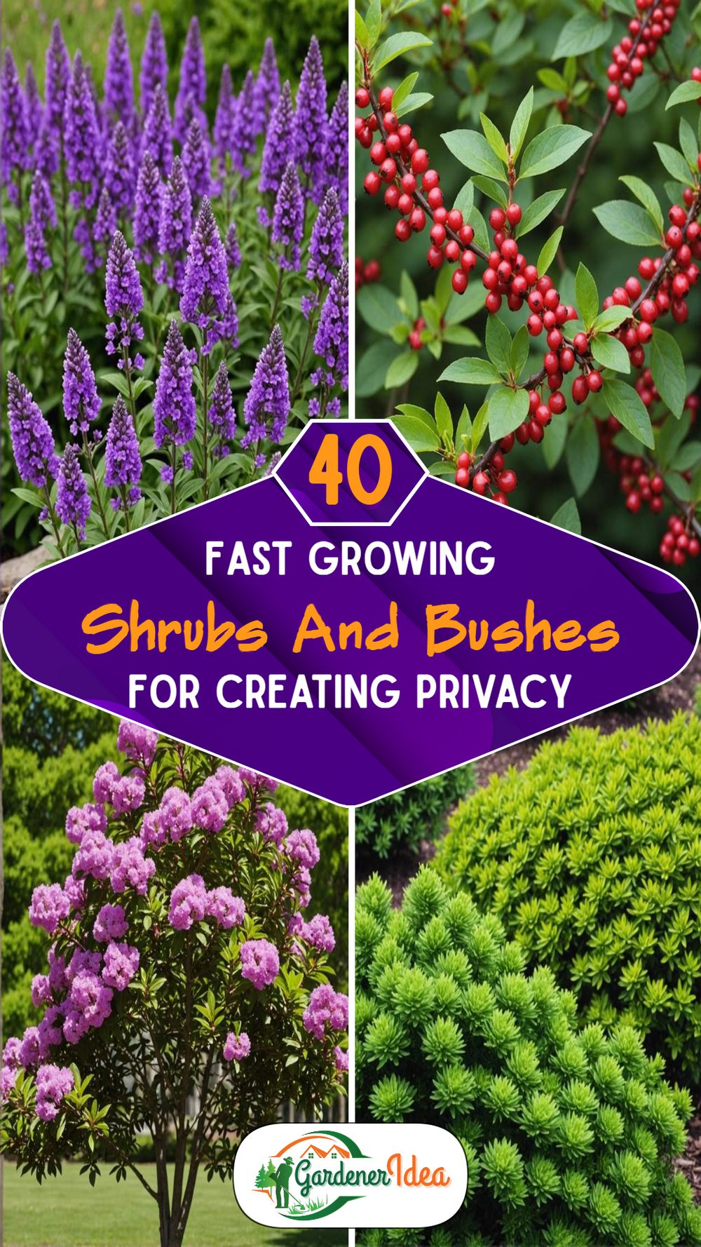 40 Fast Growing Shrubs And Bushes For Creating Privacy - Gardener Idea