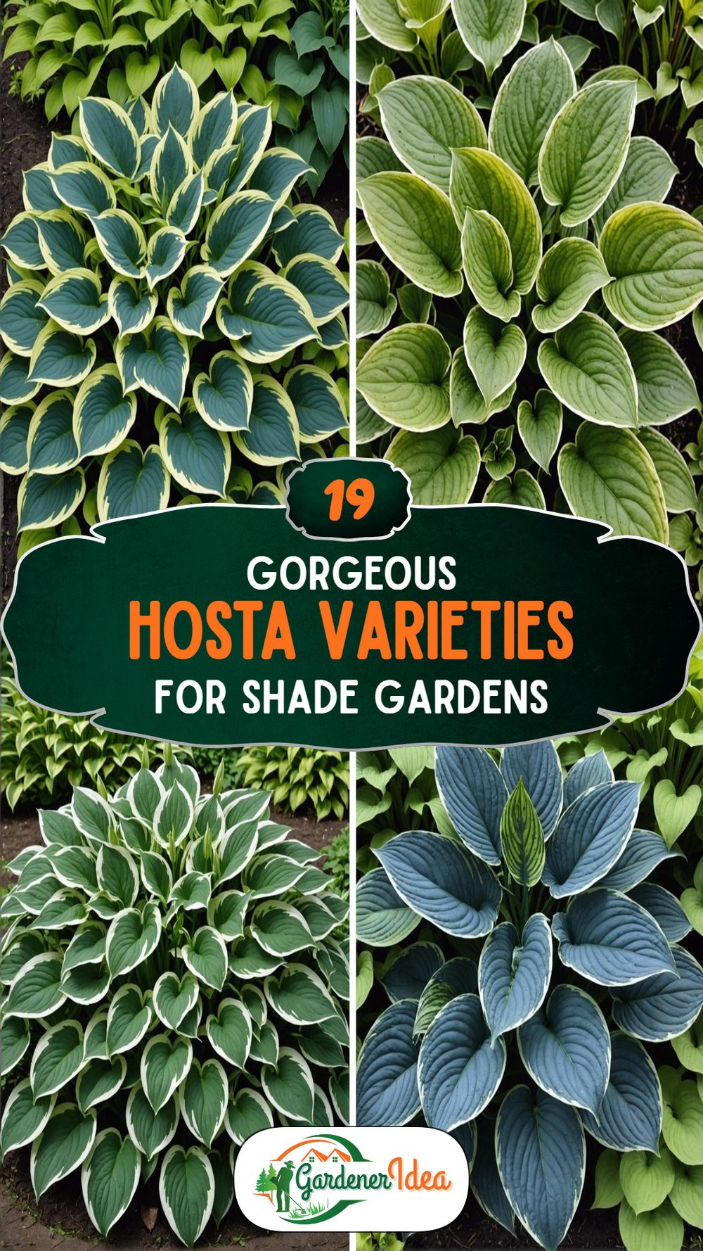 19 Hosta Varieties For Shade Gardens - Gardener Idea
