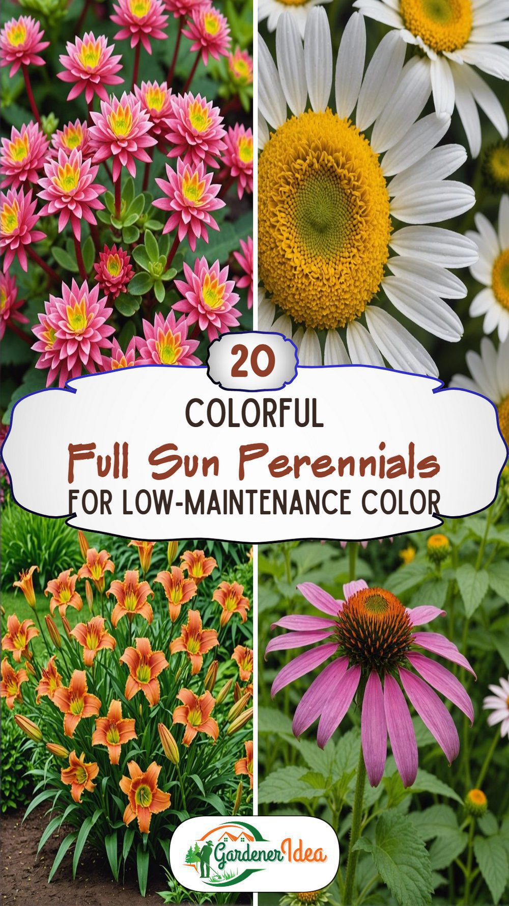 20 Full Sun Perennials For Low-Maintenance Color - Gardener Idea